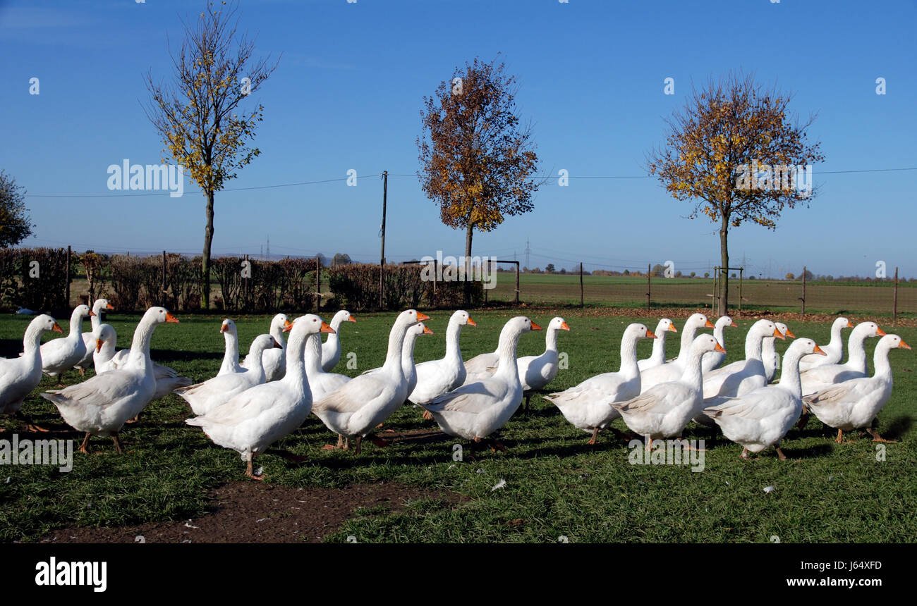 feathers geese poultry goose roast goose roasting duck down bird ...