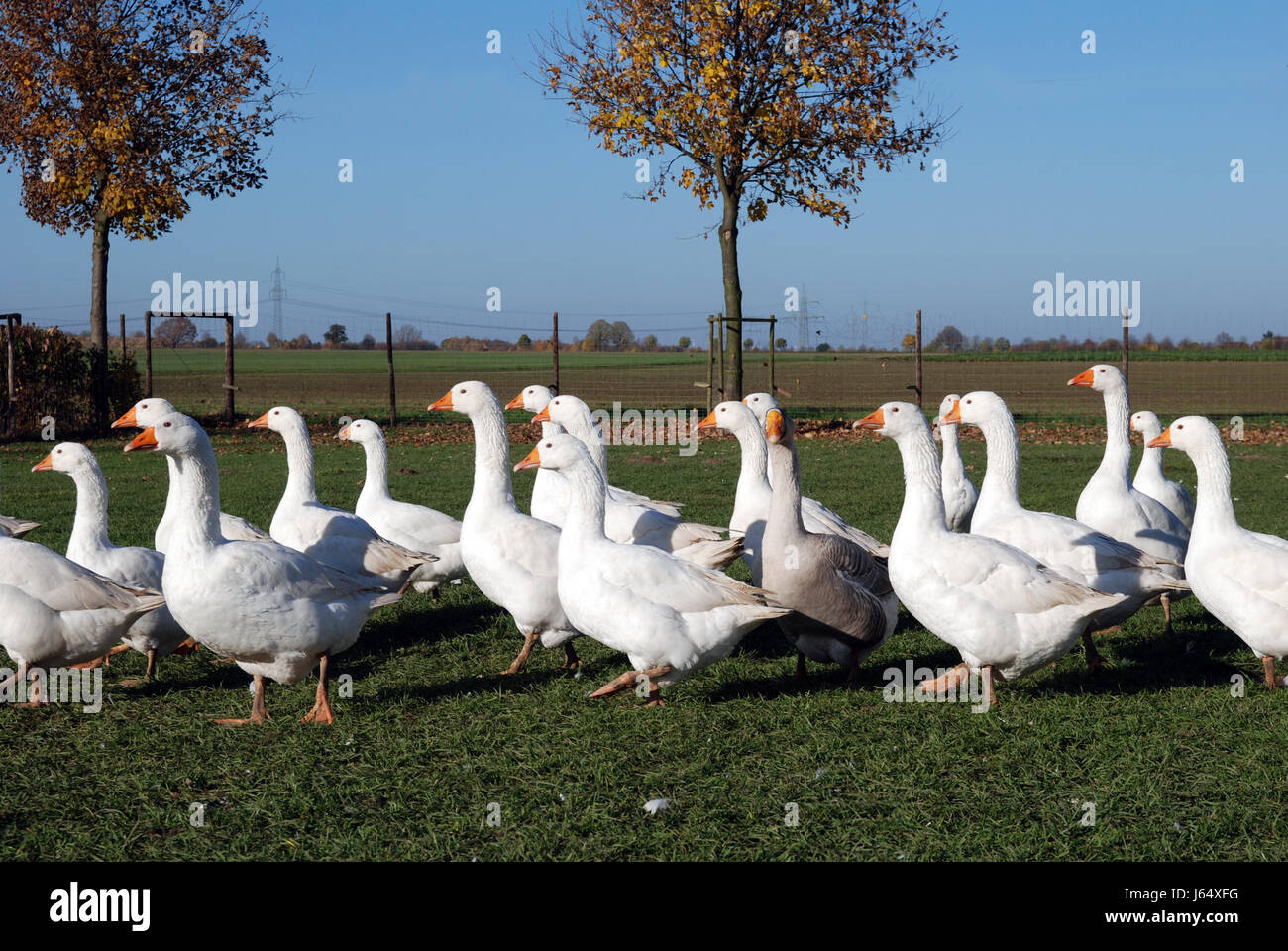 Plucked duck hi-res stock photography and images - Alamy