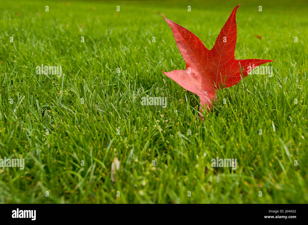 leaf meadow lawn green leaf tree park garden green botany autumn ...