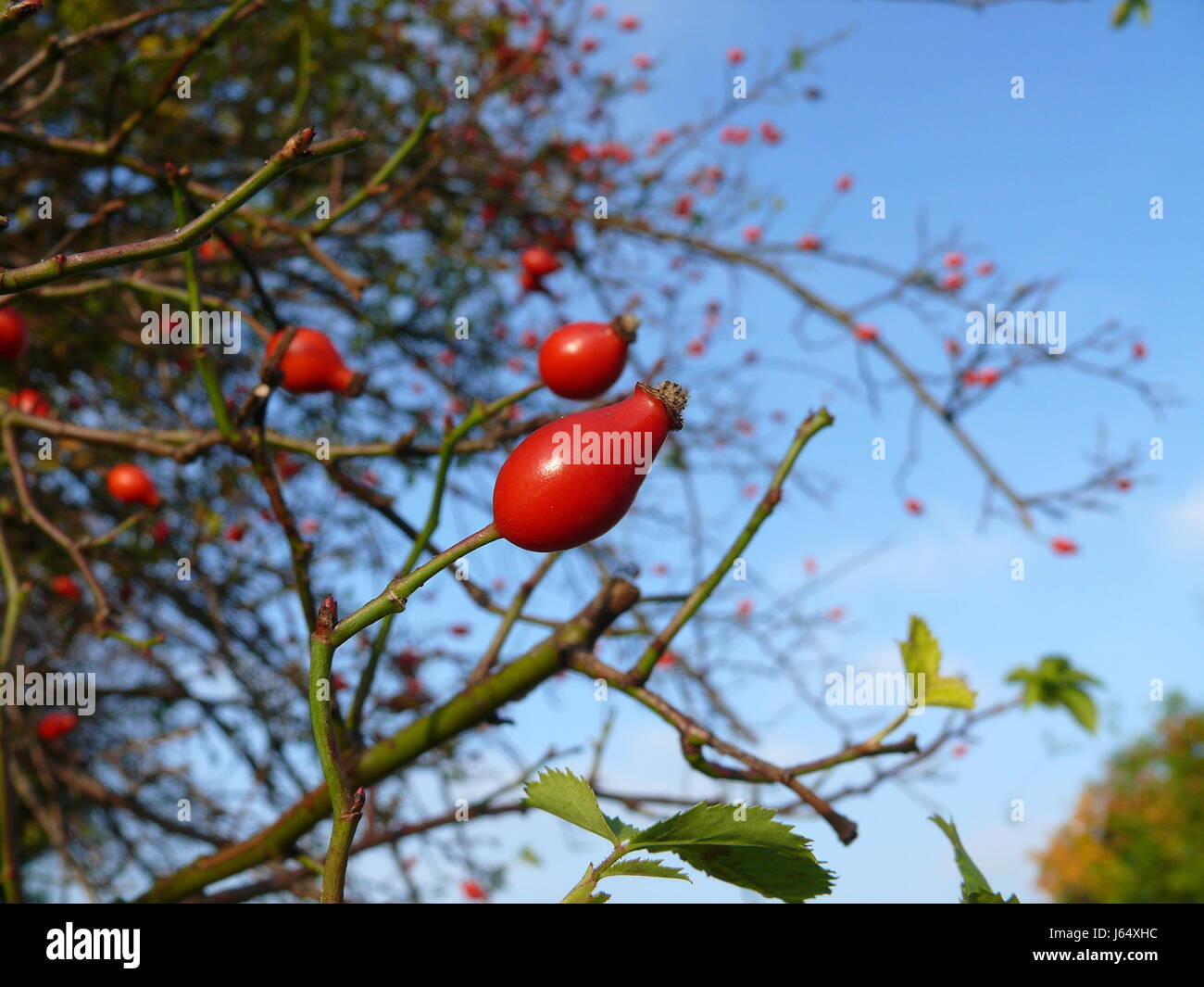 haws brier fall autumn fruit shrub pulp dog rose washtub hgen hiefe ...
