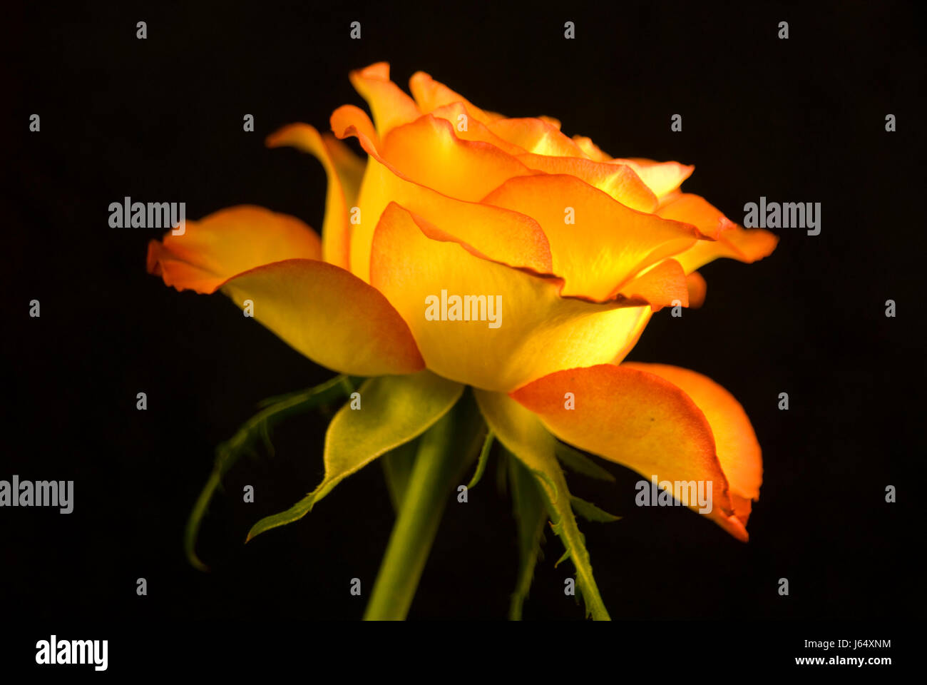 orange flower plant rose bloom blossom flourish flourishing roses ...