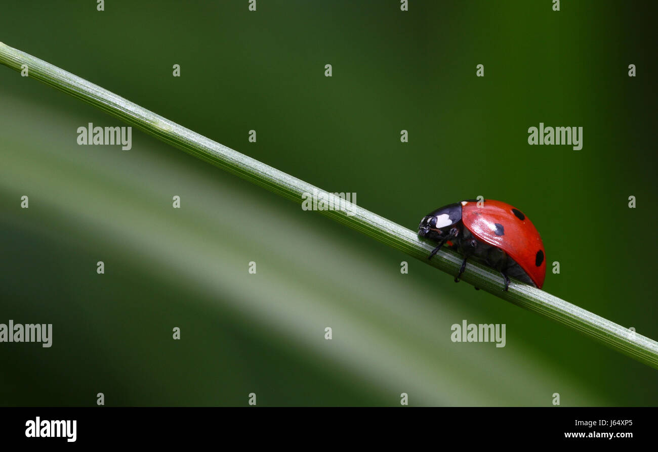 spring May cockchafer seven dot ladybug green spring dots spotted blade ...