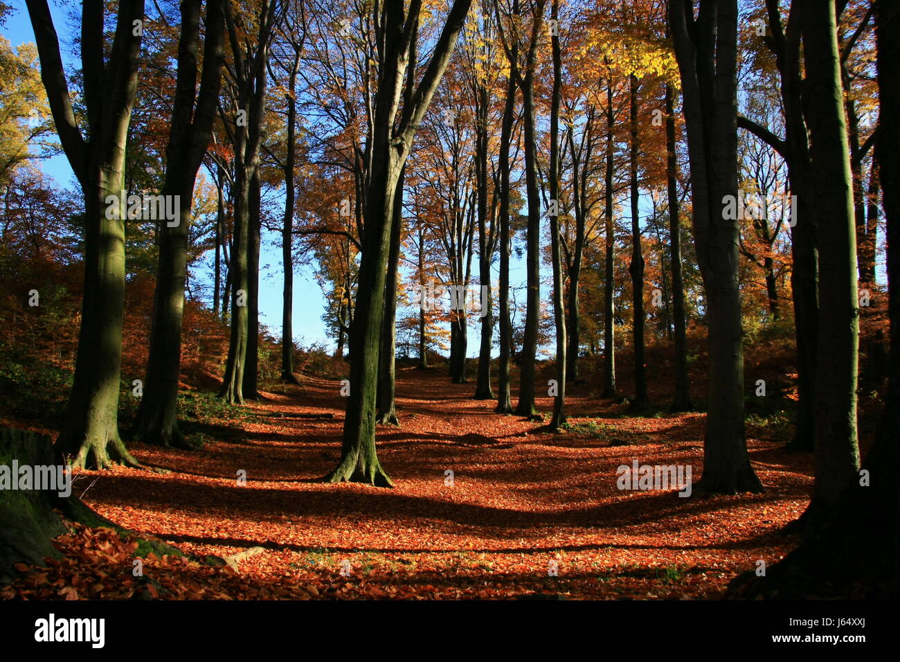 book tree trees leaves glade shaddow shadow forest foliage shadows fall ...