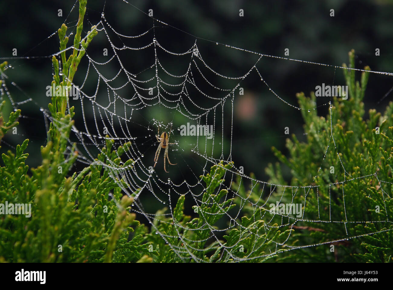 raindrop spider wet dew water drop waterdrop water net cobweb spiders ...