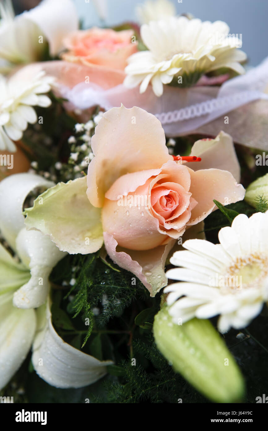 flower flowers plant moist rained water drop waterdrop water floral ...