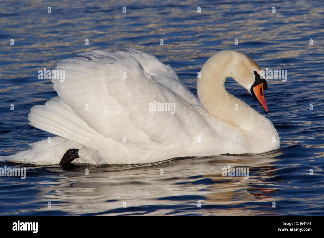 elegance swan grace floating wings afloat animal bird elegance swan ...
