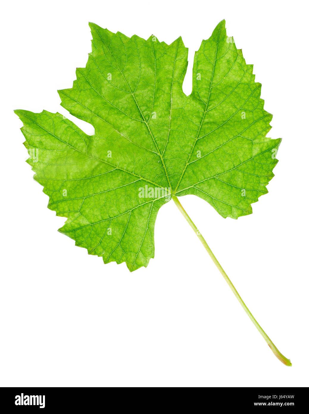 optional page sheet vine grape vine grape-vine apart extra insulated ...