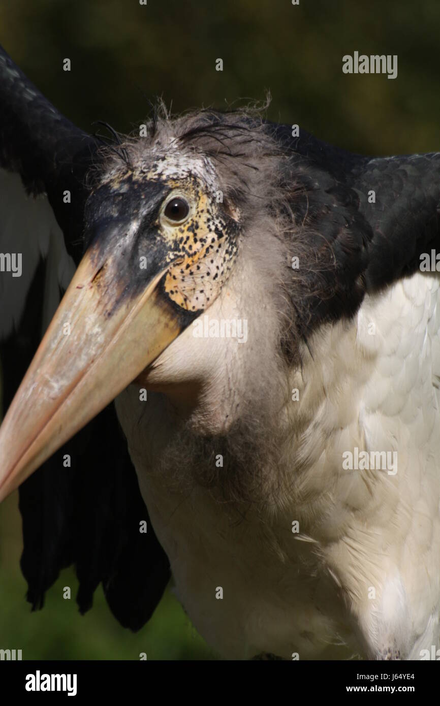 bird birds marabou bird africa birds feathers beak scavenger feathering ...