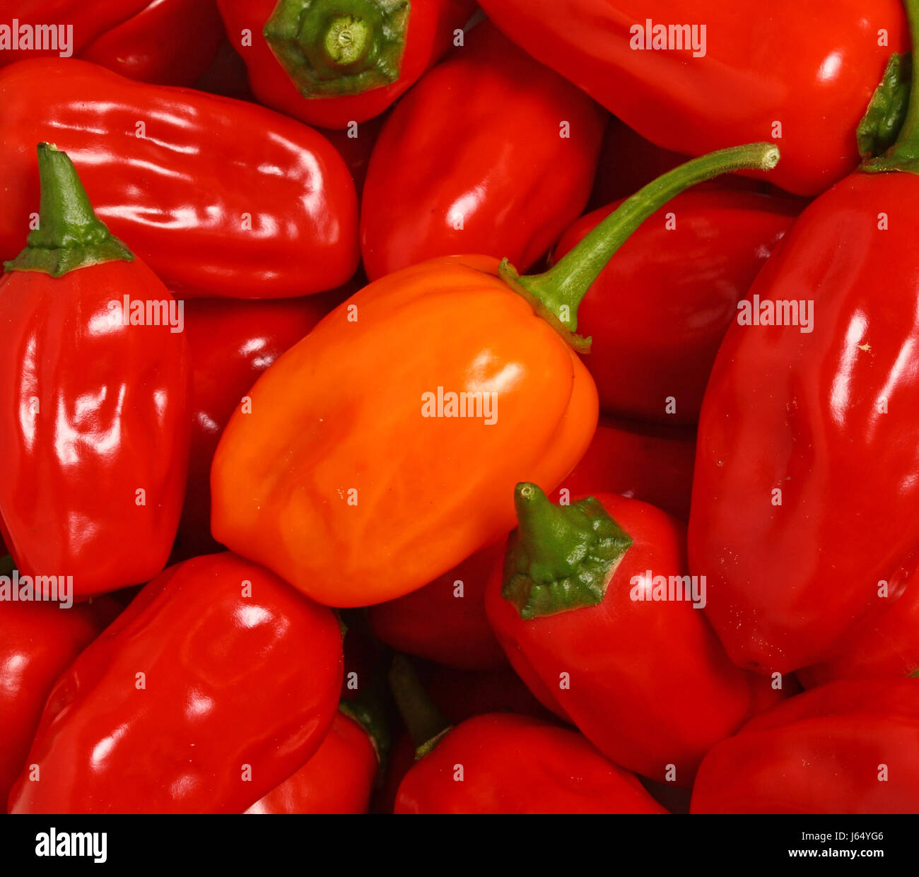 pepper spice vegetable color backdrop background paint nature pepper ...