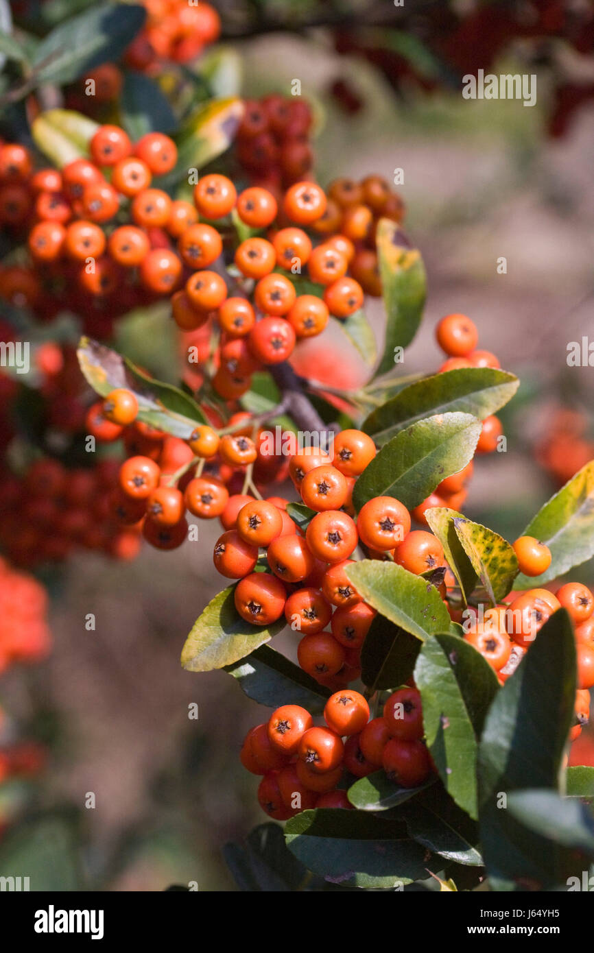 tree green shrub berries rowan berries berry red toxic poisonous macro ...