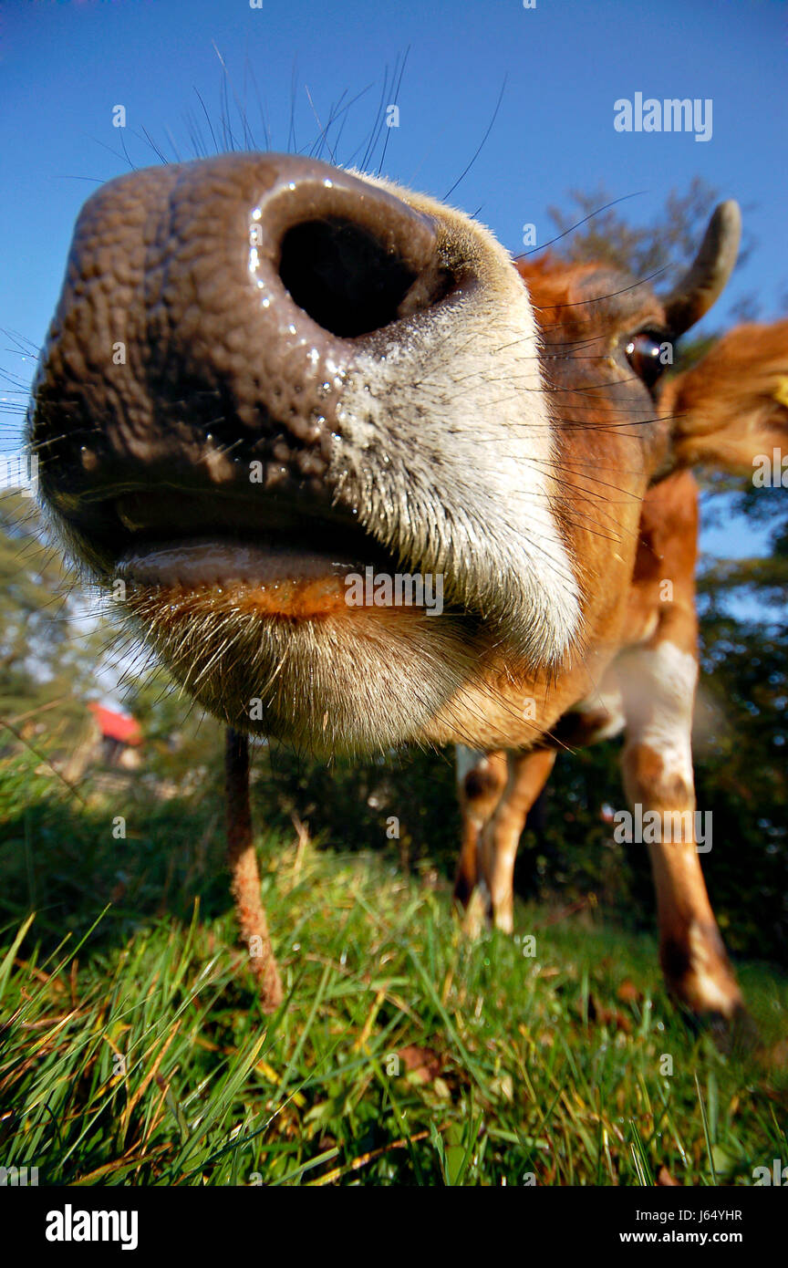 cow - kiss Stock Photo - Alamy