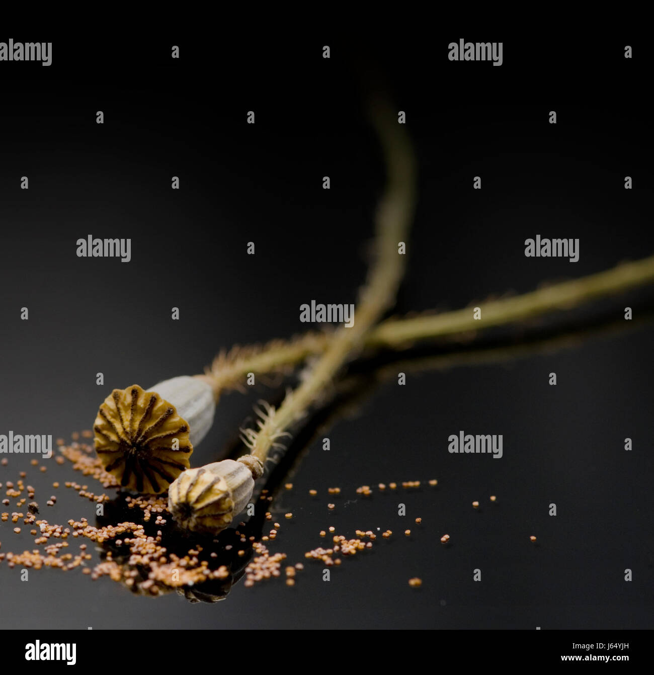detail flower plant poppy dry dried up barren seed capsule nature ...