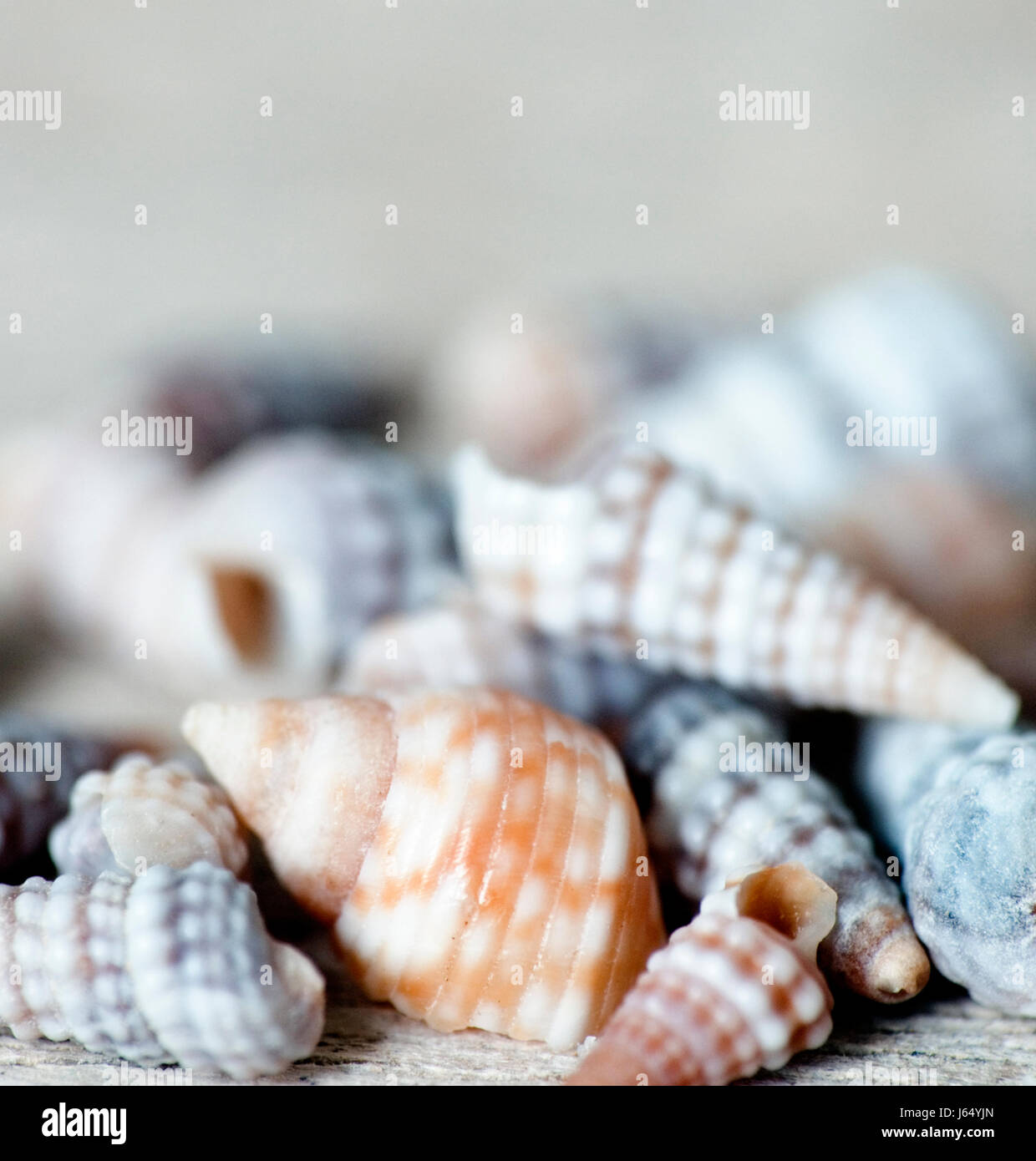 detail shell collection seashell nature natural detail shell collection ...