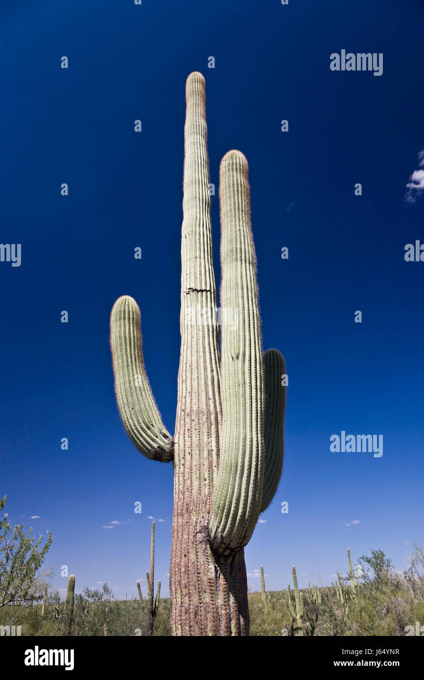national park usa arizona cactus flower plant national park flora ...