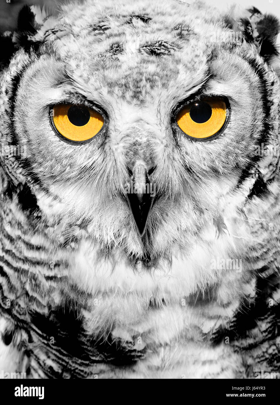 animal wild eyes look glancing see view looking peeking looking at ...