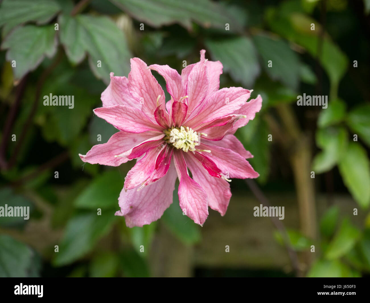 Clematis marjorie hi-res stock photography and images - Alamy
