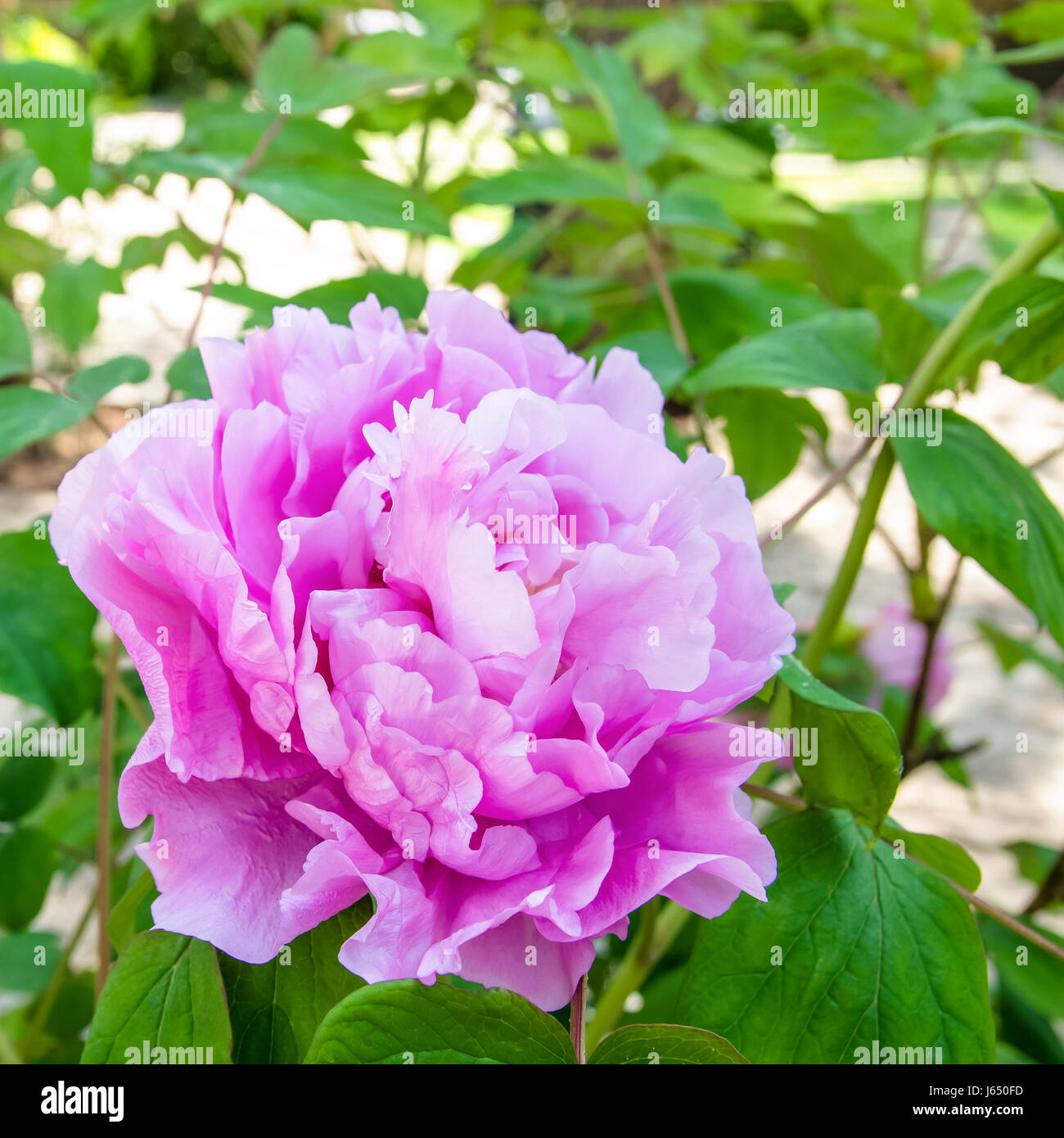 Pink peony flower blooming in the garden Stock Photo - Alamy
