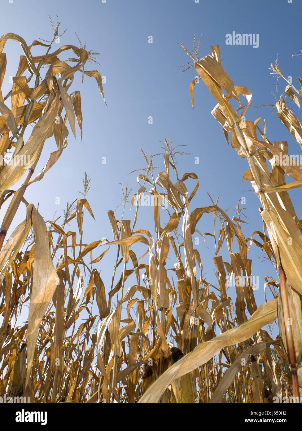 agriculture farming corn growth firmament sky scenery countryside ...