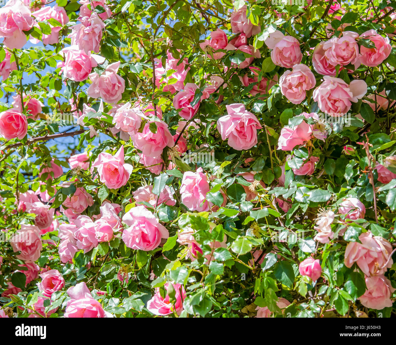 Pink roses blooming Stock Photo - Alamy