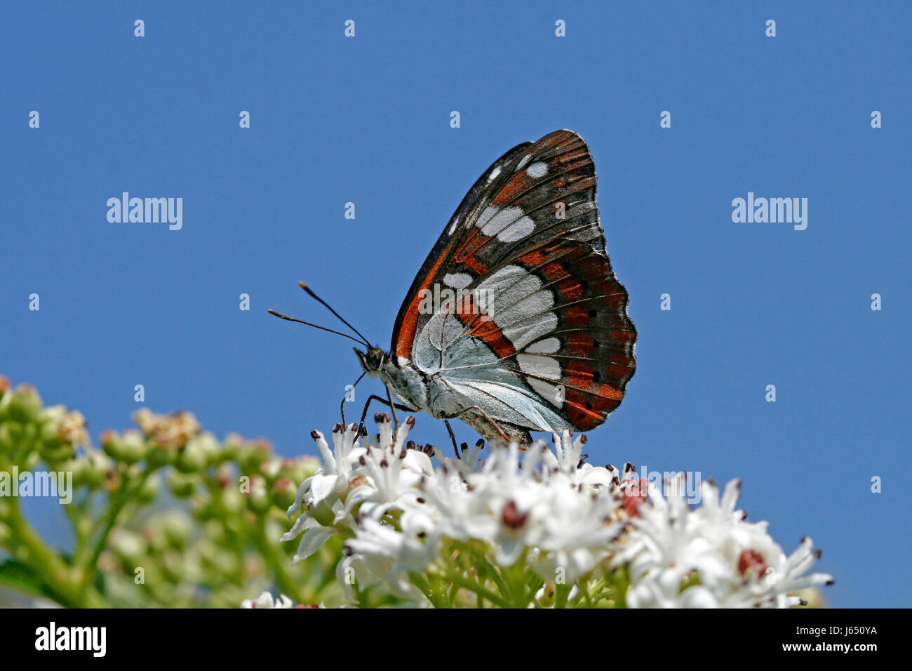blue isolated butterfly kingfisher kingfishers firmament sky insect ...
