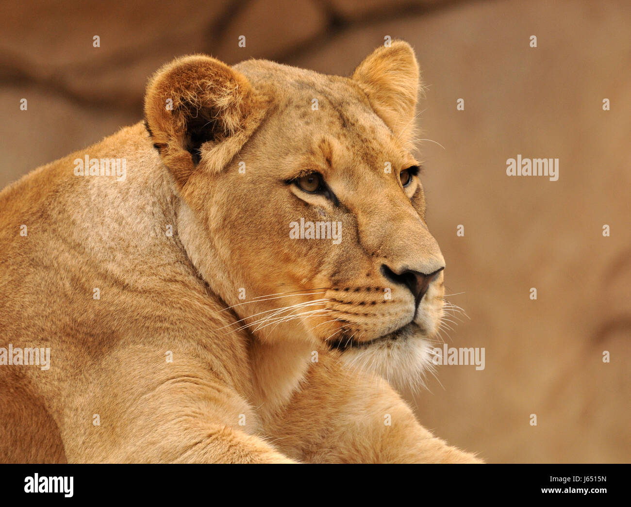lion cat big cat feline predator wildcat female lioness africa lion cat ...