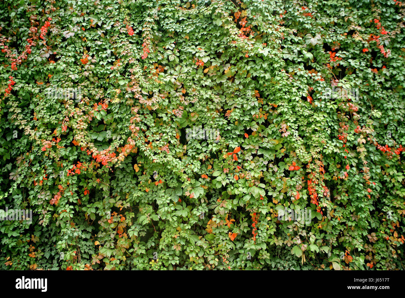 tree leaves botany backdrop background ivy foliage plant nature leaf ...