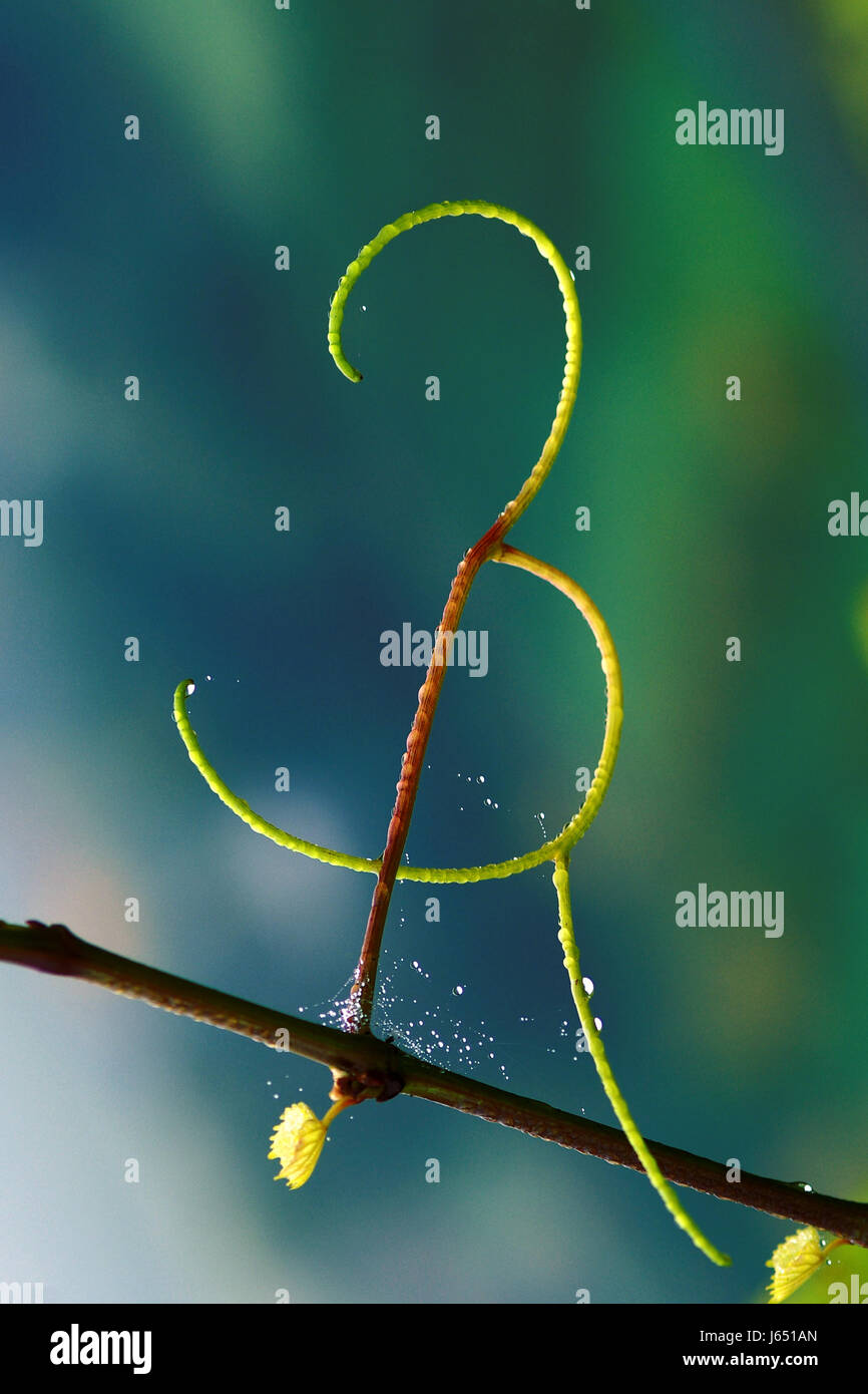 Number 3 vegetable hi-res stock photography and images - Alamy