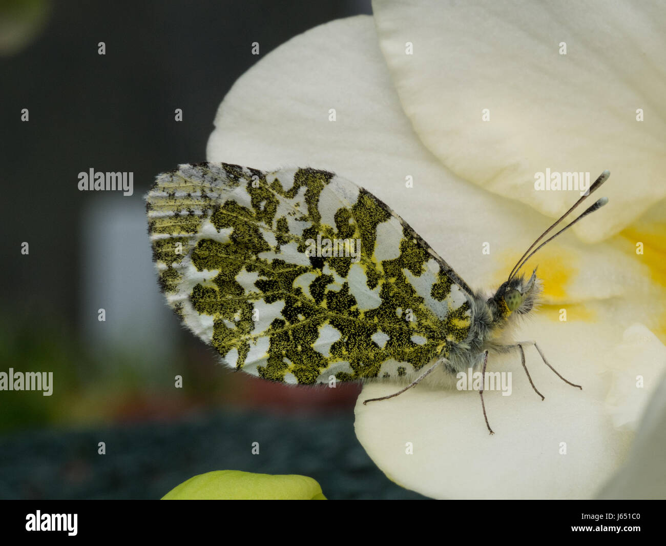 Close up of an orange tip butterfly showing the under surface of the ...