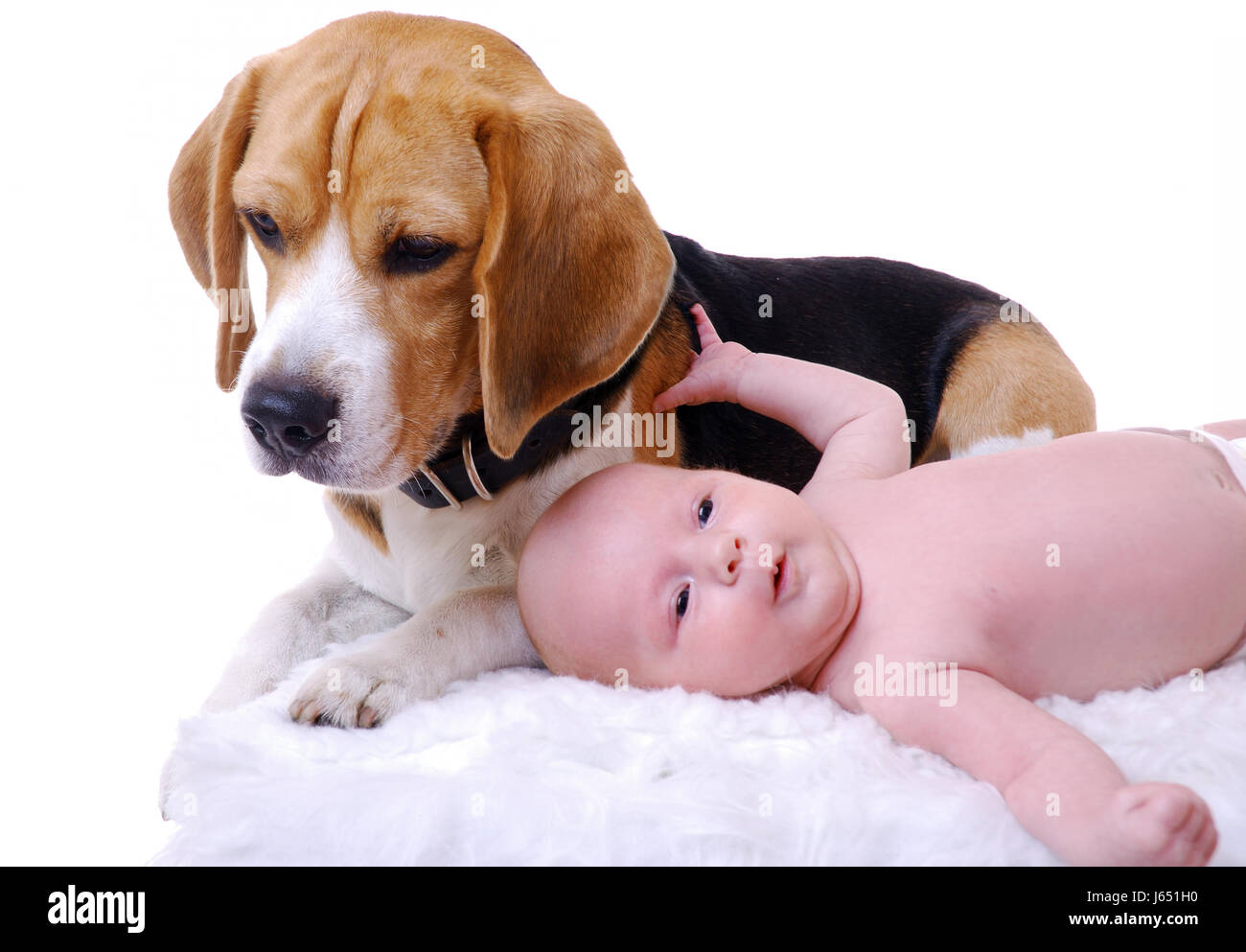 dog baby cub new born newborn child newborn infant newborn neonate ...