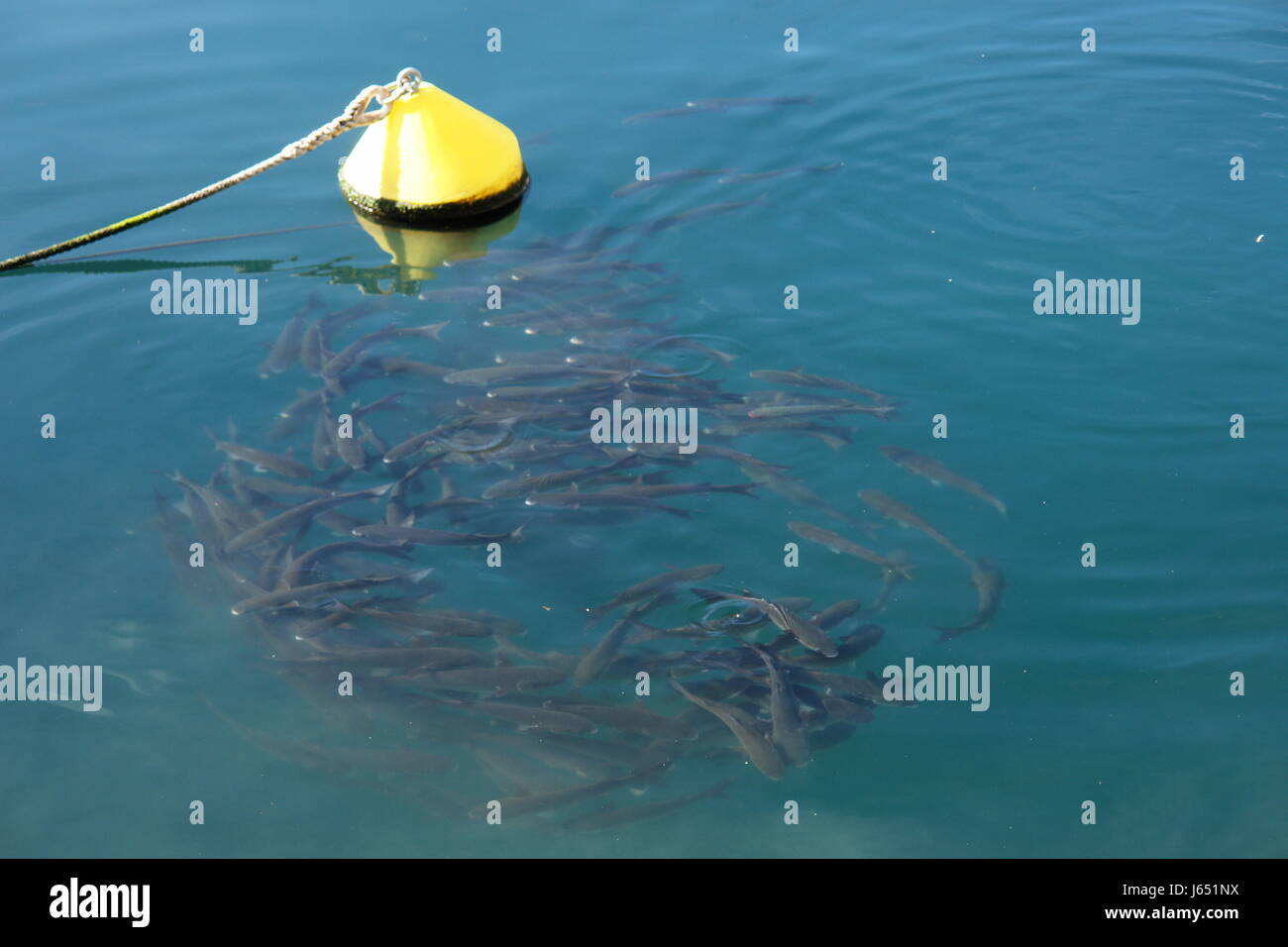 blue pisces fishes swarm school buoy salt water sea ocean water yellow ...