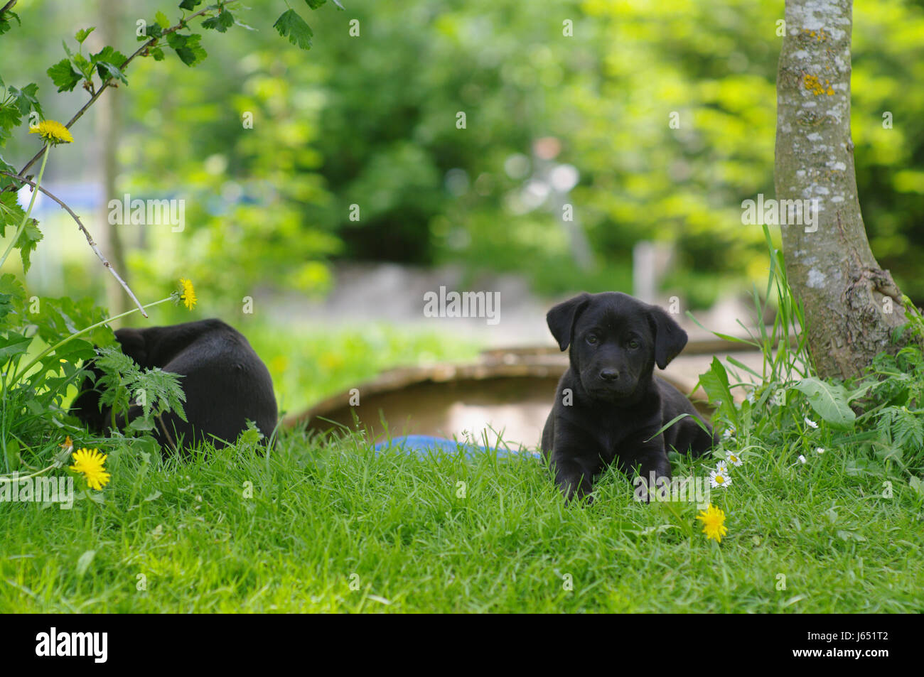 pet dog puppy cub baby breed dog breeding live stock breeding game ...