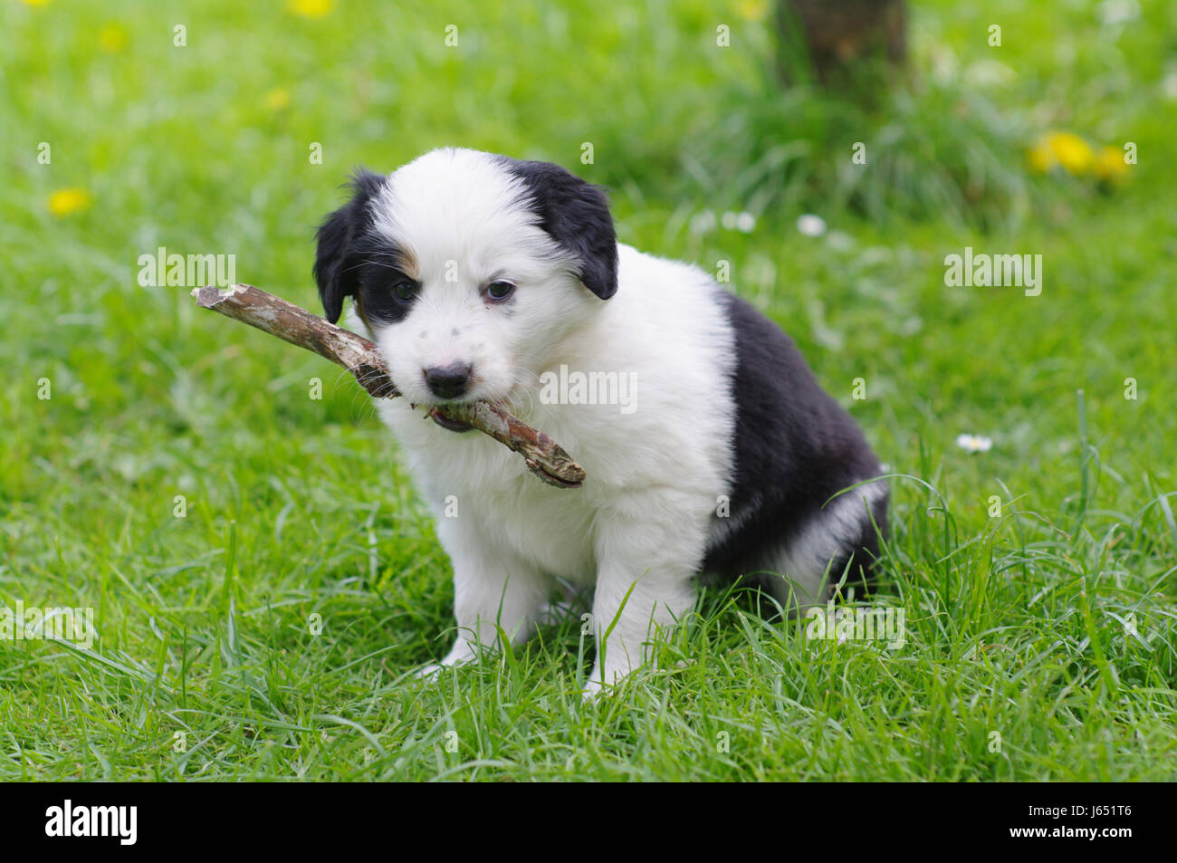 pet dog puppy cub baby breed dog breeding live stock breeding game ...
