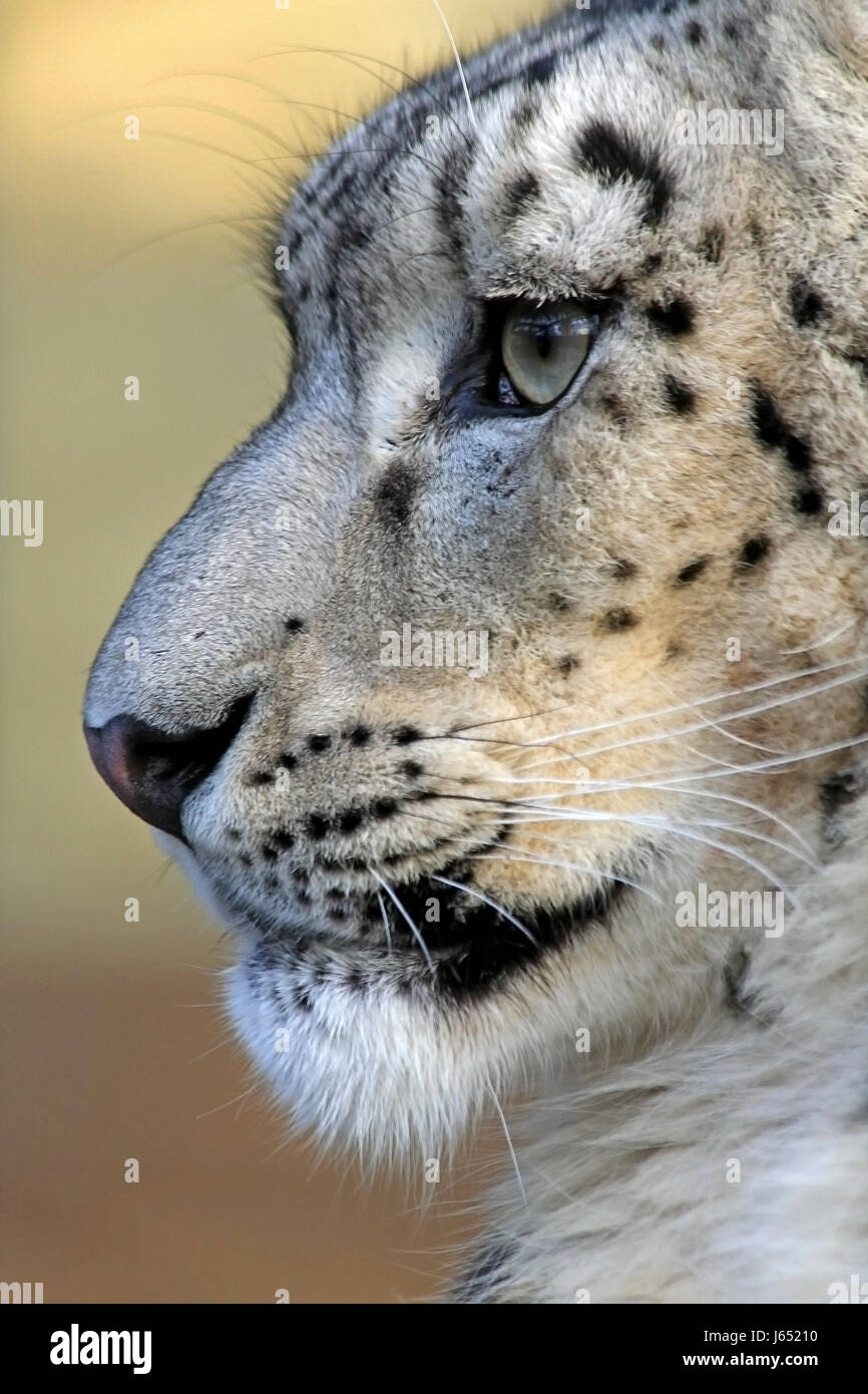 profile animal eye organ big cat feline predator predator cat leopard ...