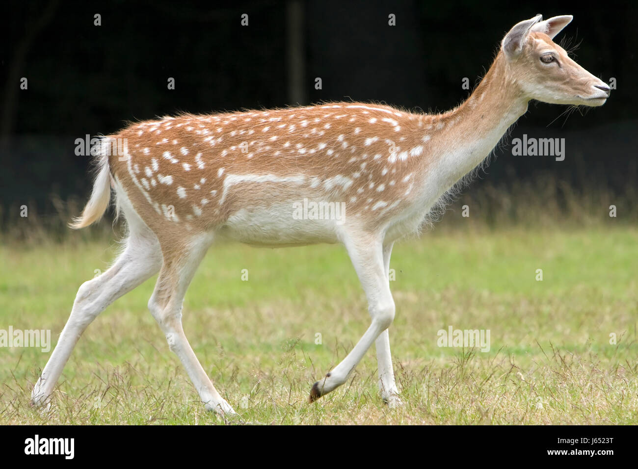animal mammal livestock herbivore deer hind hart stag animal mammal ...