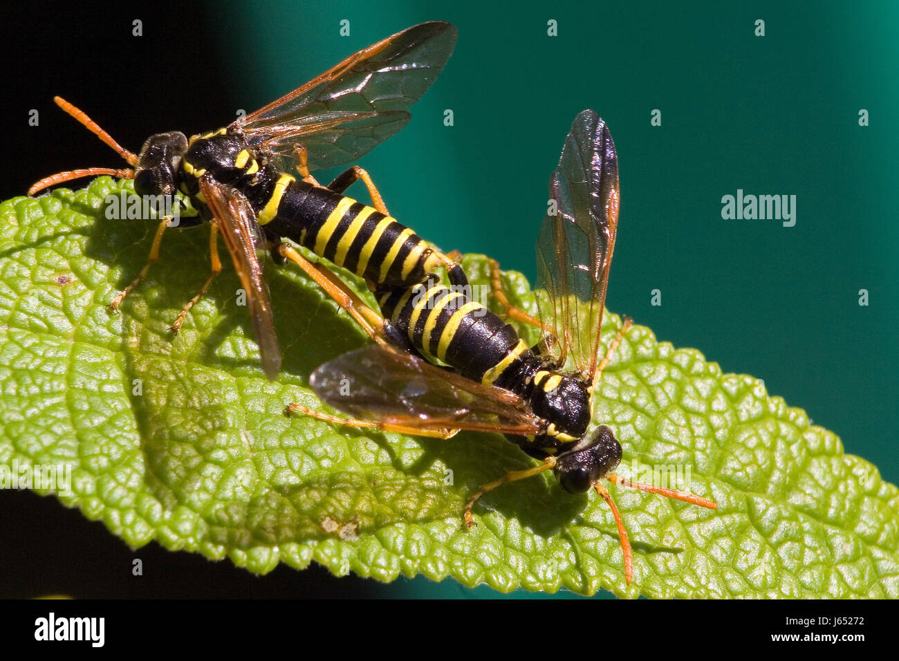 flies insects mating mate nature flies insects wild mating mate copy ...