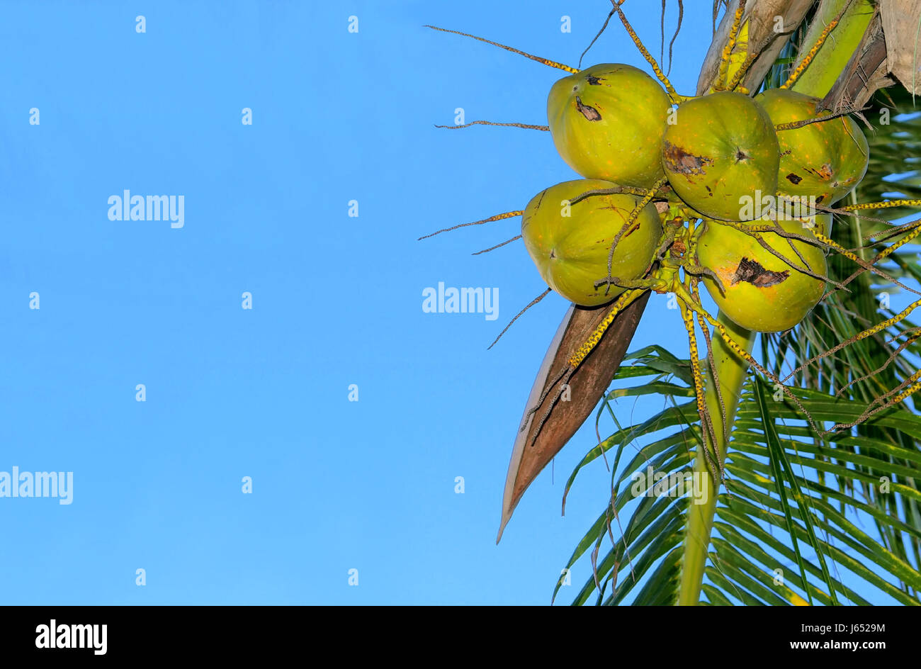 fruit tropical coco caribbean mexico coconut tropics blue food aliment ...