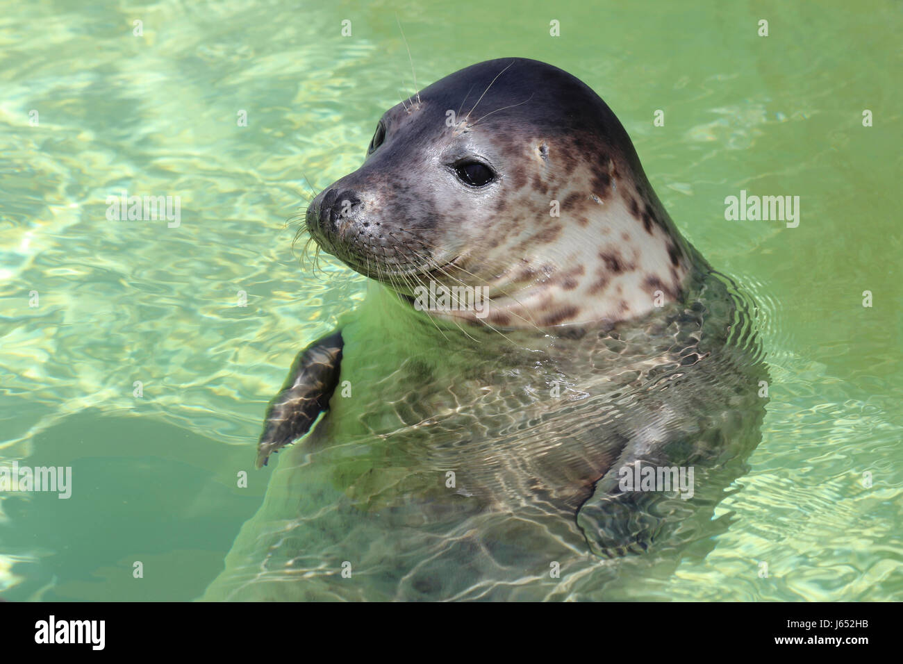 Holland seal hi-res stock photography and images - Alamy