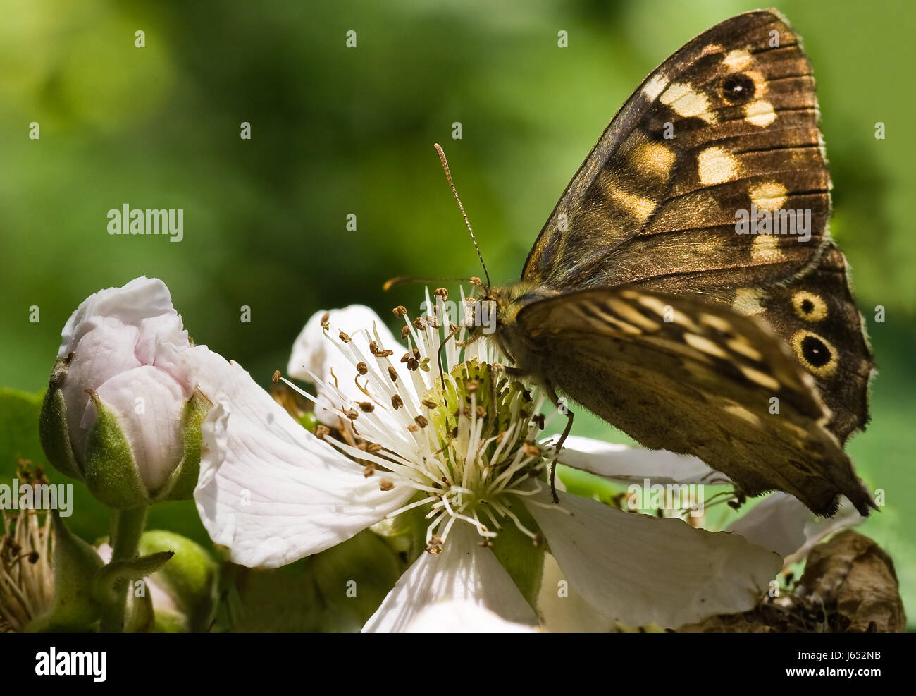 animal insect insects butterfly animals wildlife butterflies beautiful ...