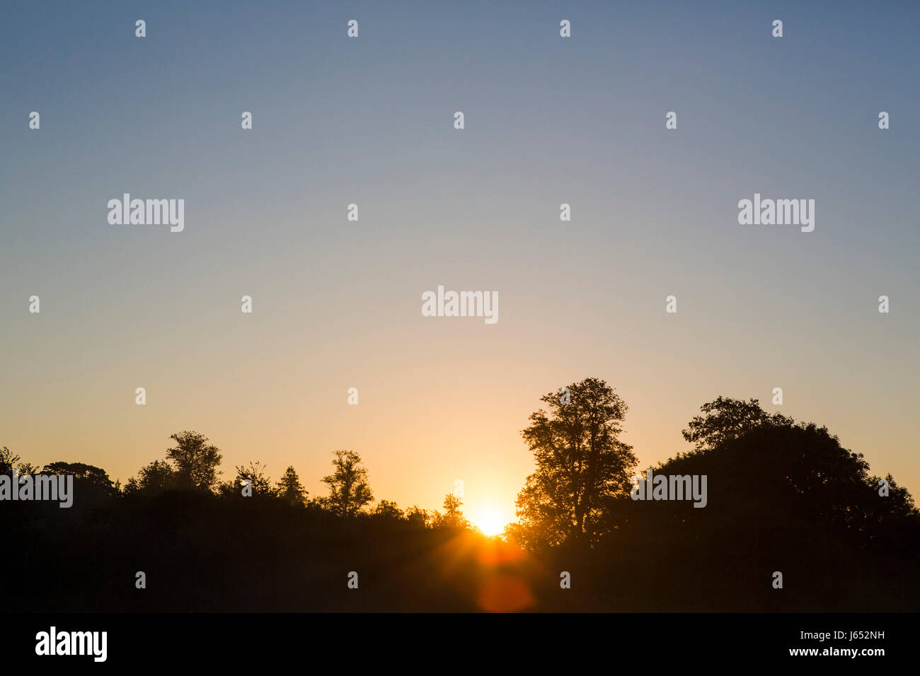 Early morning sun rising from behind a line of trees on the horizon ...