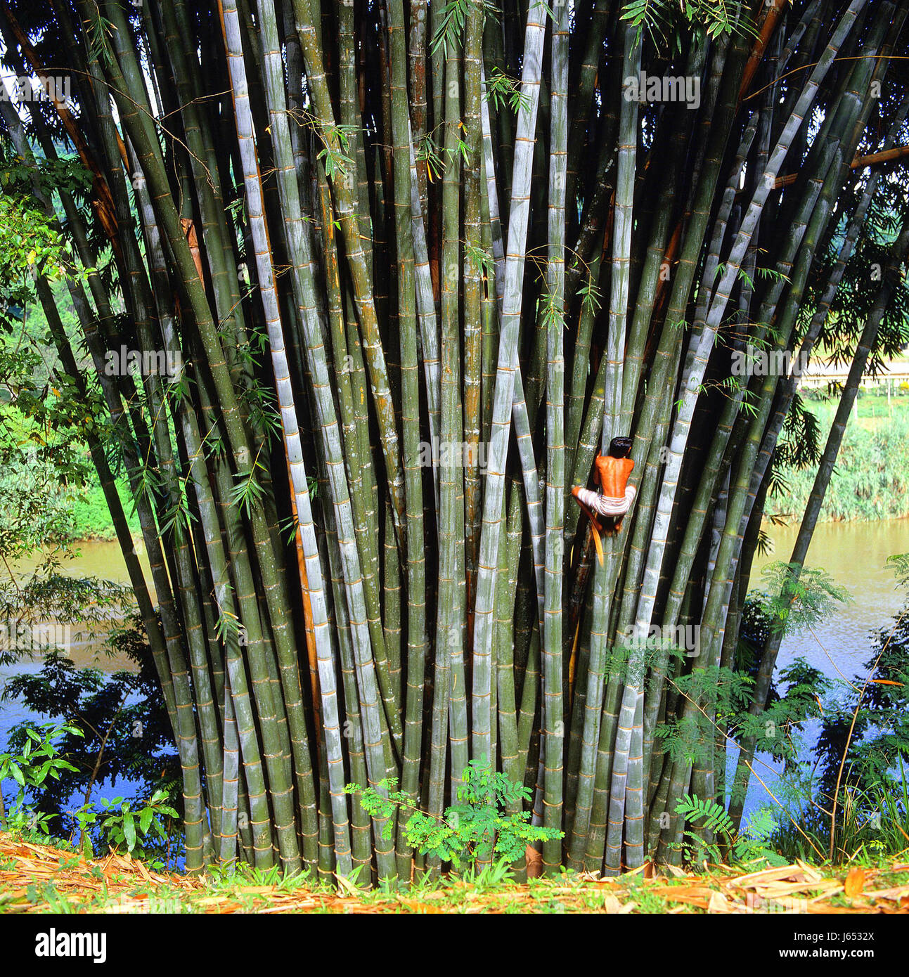 wood rods building material garden wood bamboo rods gardens building ...