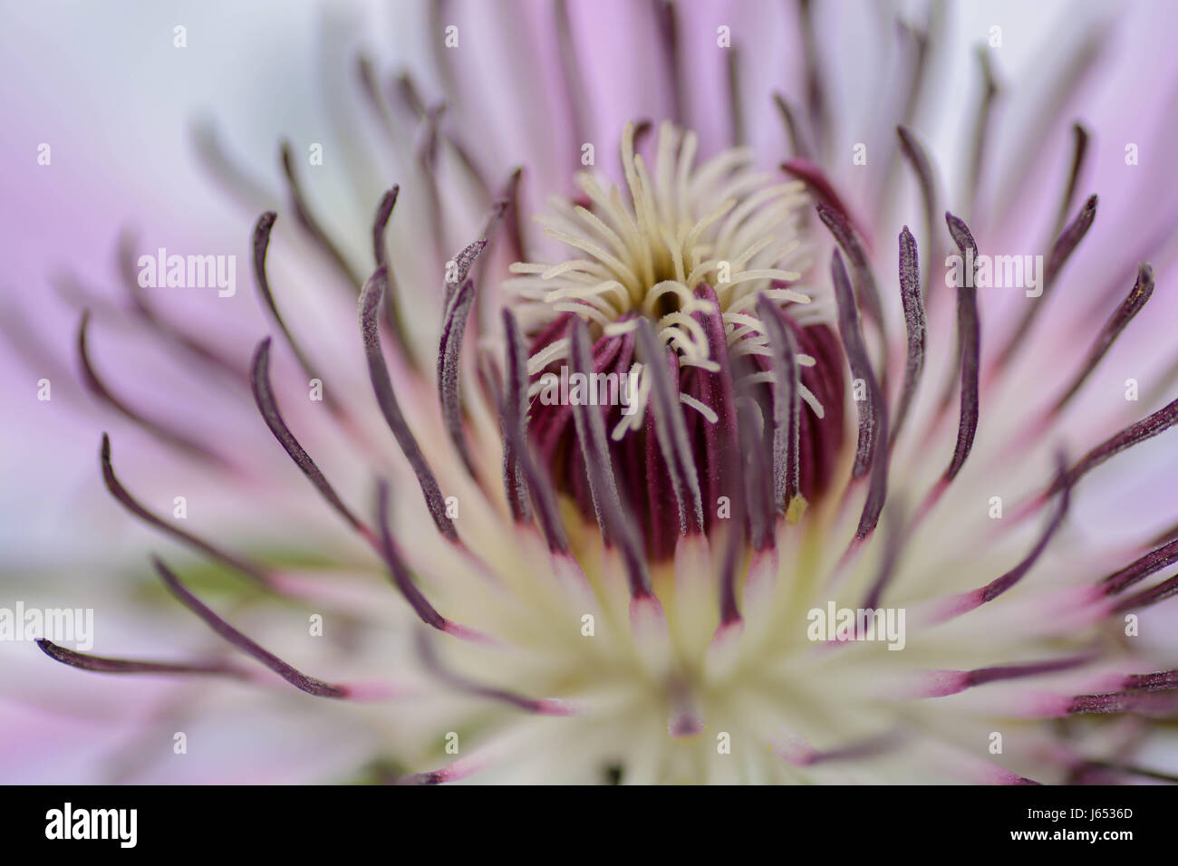 Inside the flower Stock Photo - Alamy