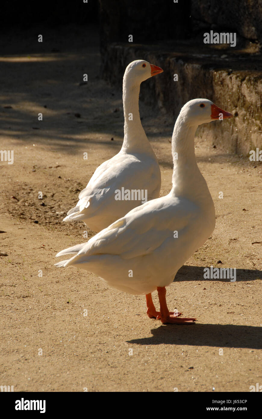 geese poultry landlive goose couple pair two blank european caucasian ...