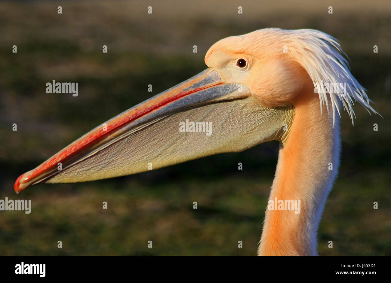 animal bird portrait eye organ birds feathers beak pelican beaks head ...