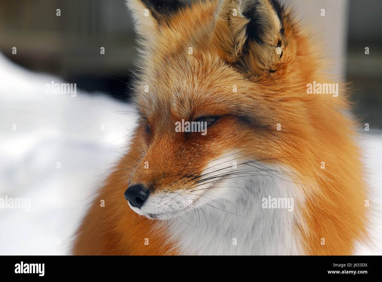 animal mammal fur fox furry devious maddening pert coquettish cute red ...