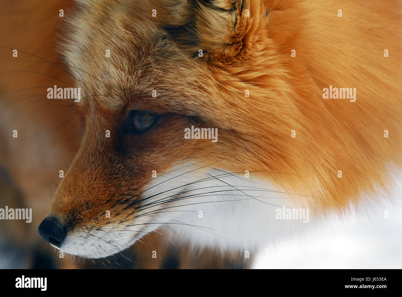 animal mammal fur fox furry devious maddening pert coquettish cute red ...