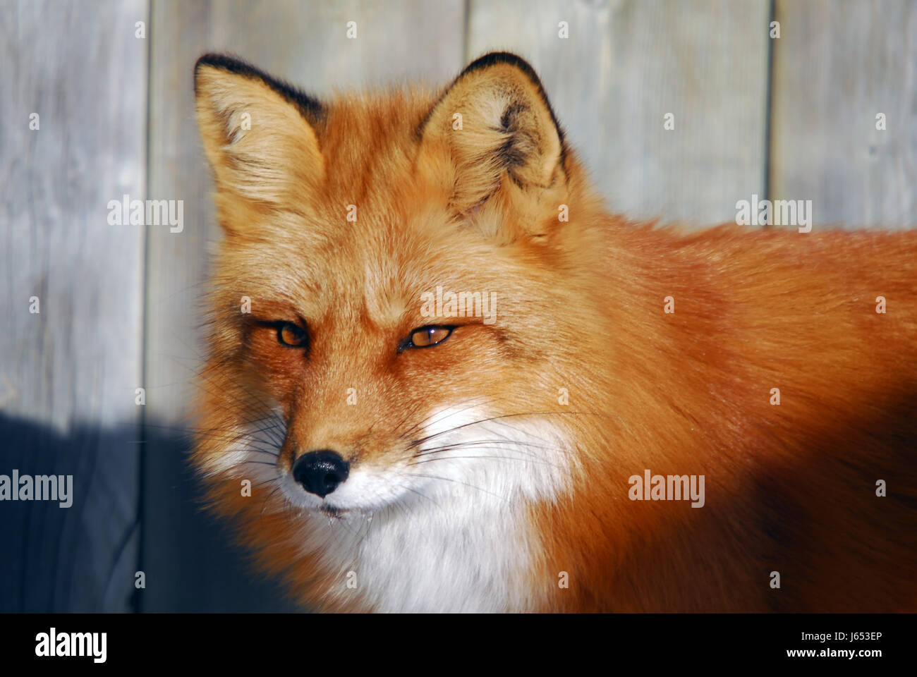 animal mammal fur fox devious maddening pert coquettish cute red animal ...