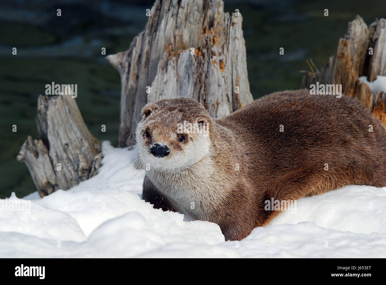 animal fish otter maddening pert coquettish cute river water animal ...