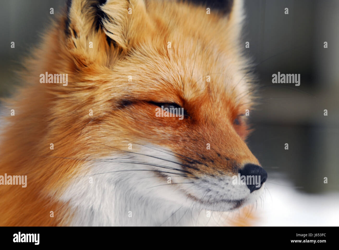 animal mammal fur fox devious maddening pert coquettish cute red animal ...