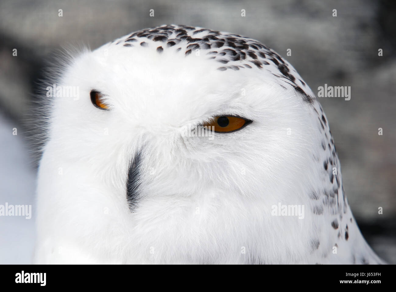animal bird birds eyes snowy beak owl feather animal bird arctic snow ...
