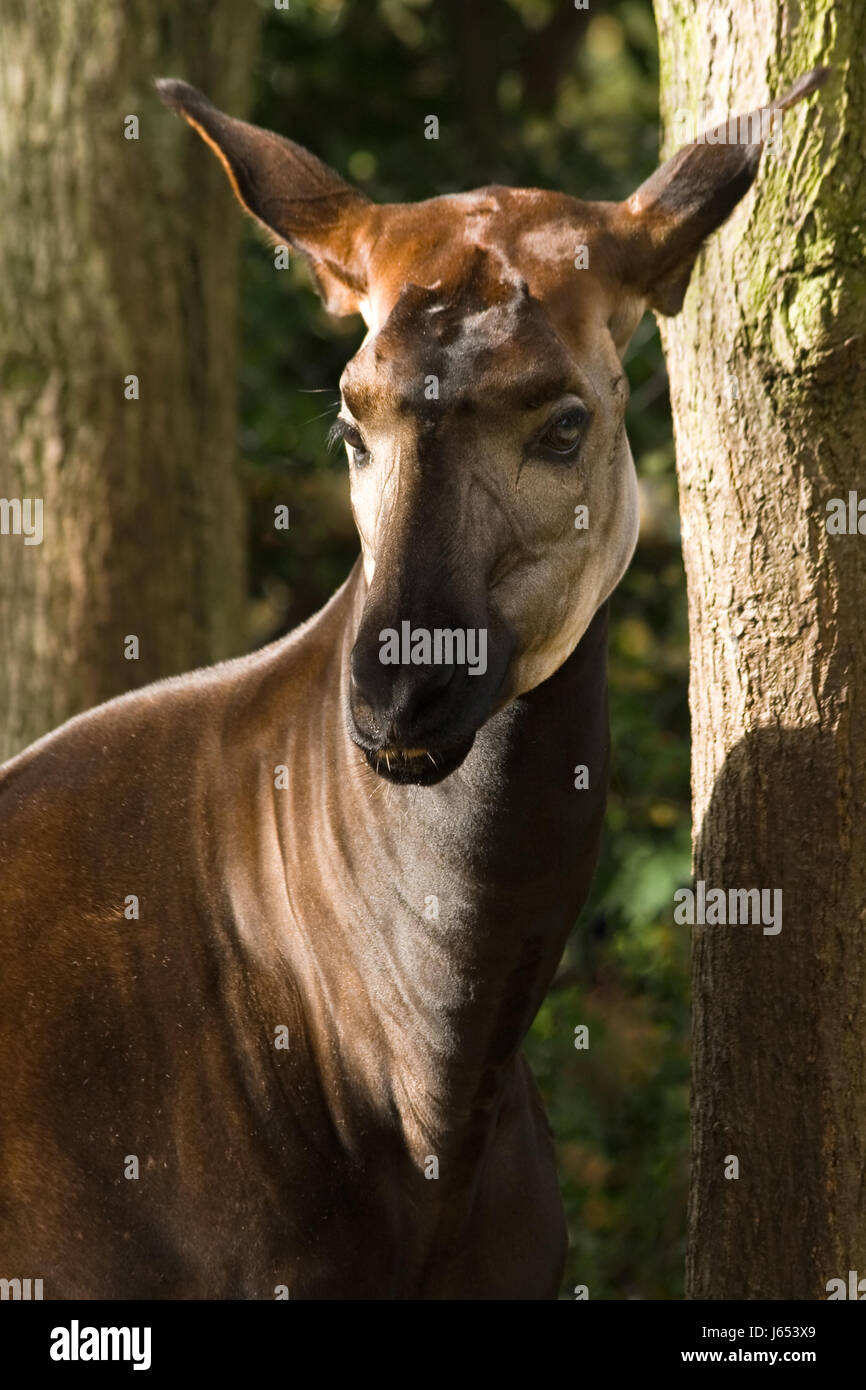 animal mammal animals mammals wildlife protected sheltered life exist ...